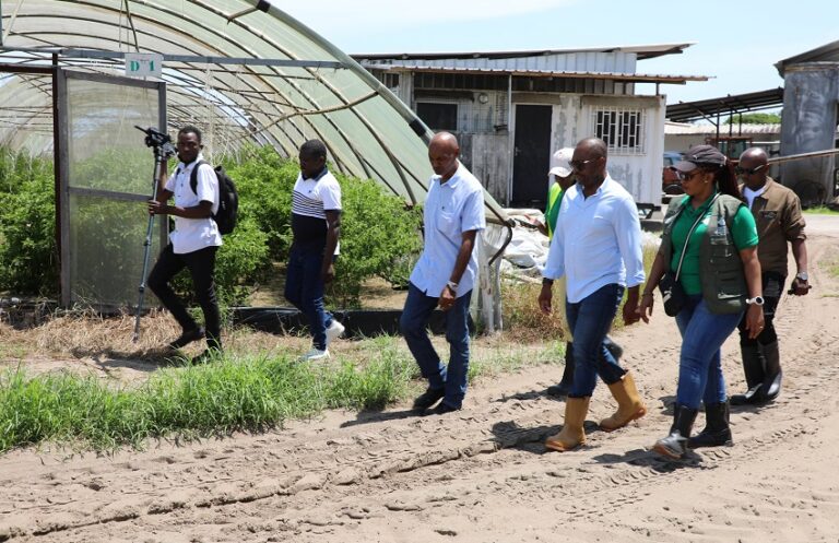 La bataille du poulet au Gabon