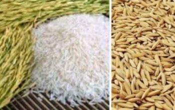 La bataille du riz commence au Gabon